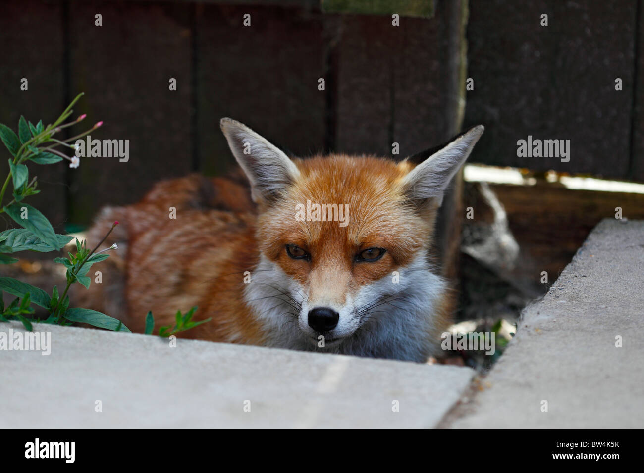 Red fox ( Vulpes vulpes ) in back yard Stock Photo - Alamy