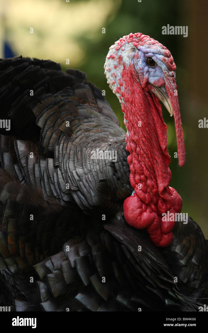 Male turkey profile hi-res stock photography and images - Alamy