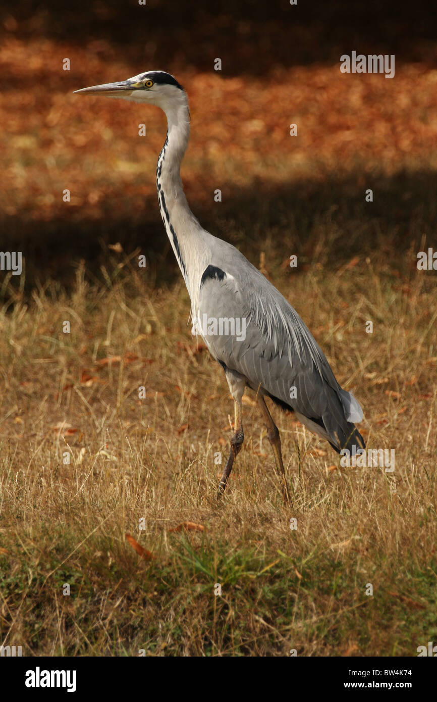 Heron like bird hi-res stock photography and images - Alamy
