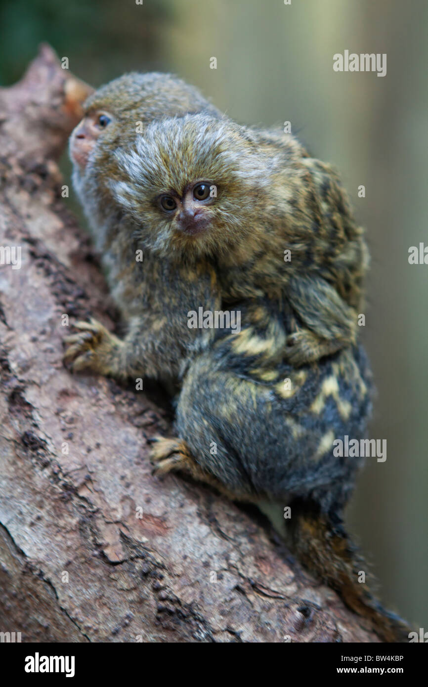 Pygmy Marmosets or Dwarf Monkeys (Cebuella pygmaea Stock Photo - Alamy