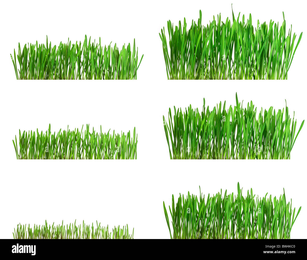 Green grass growing different phases - isolated on white background ...