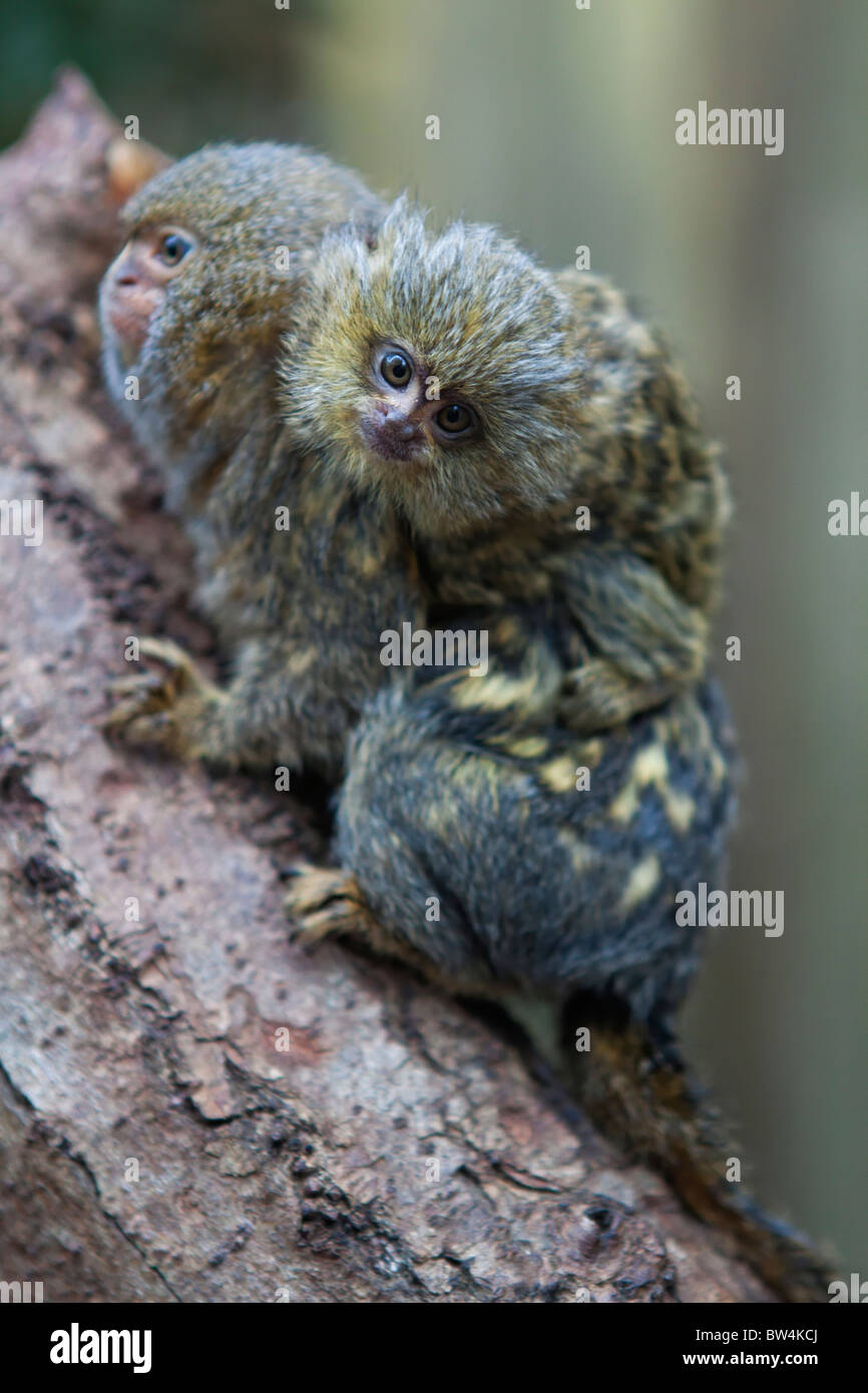 Baby pygmy marmosets hi-res stock photography and images - Alamy