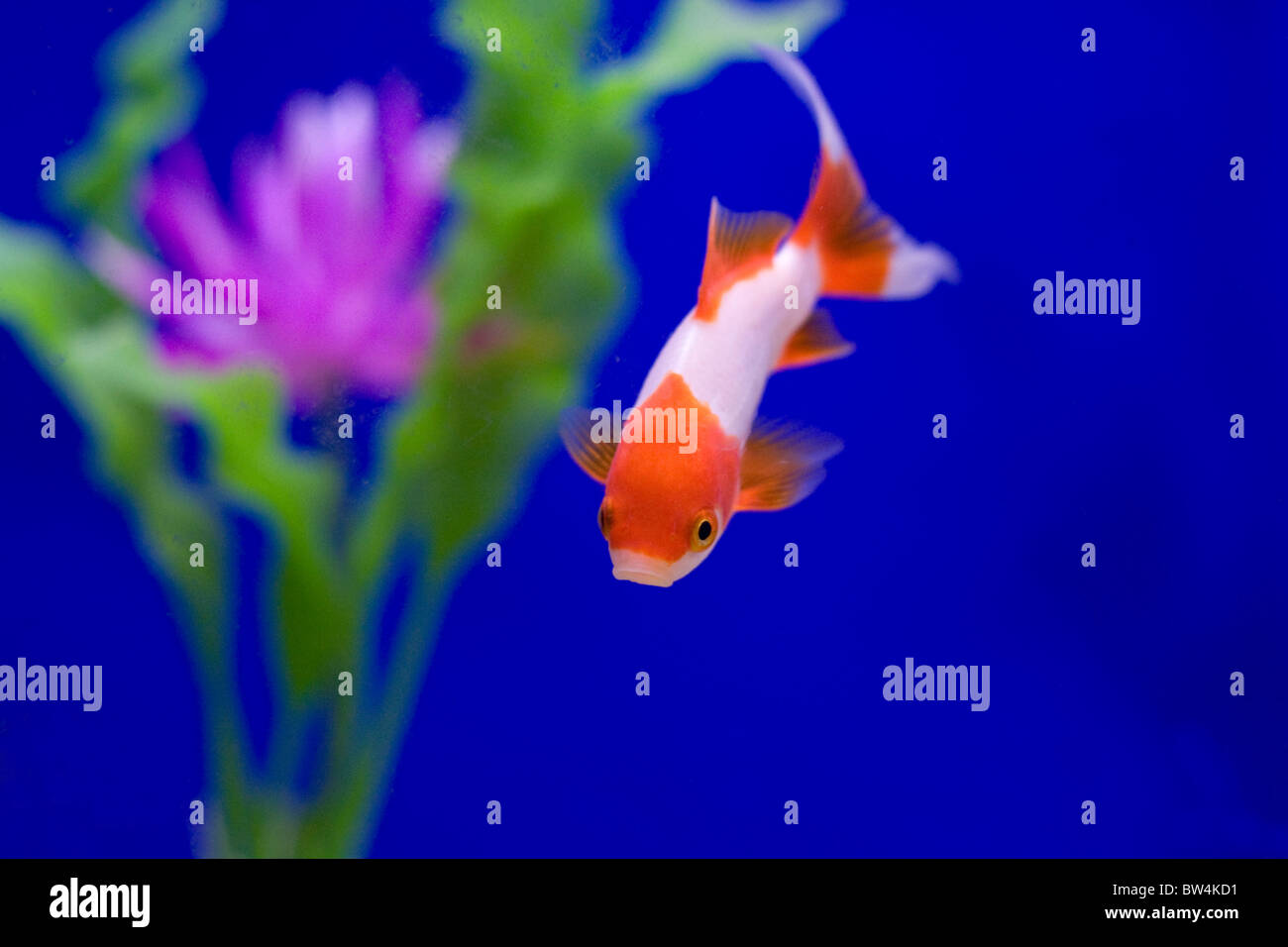 White water tank hi-res stock photography and images - Alamy