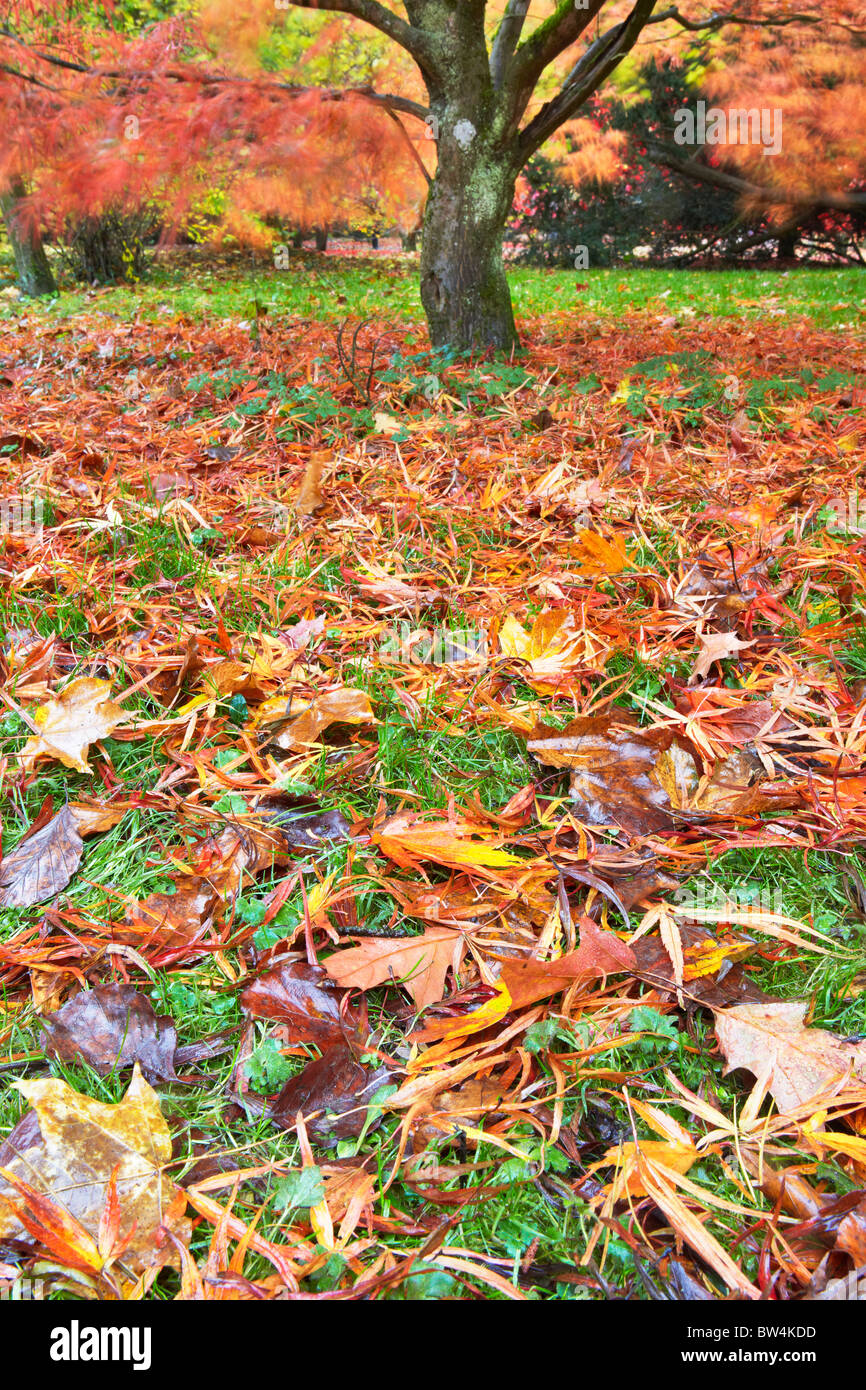 Autumn colour at Westonbirt Arboretum, near Tetbury in Gloucestershire ...
