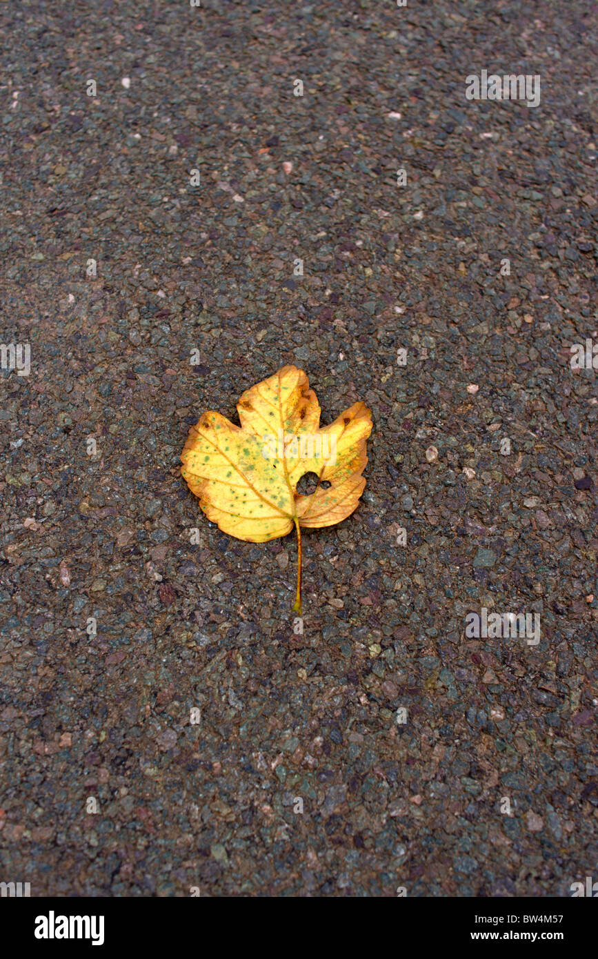 leaf on road Stock Photo - Alamy