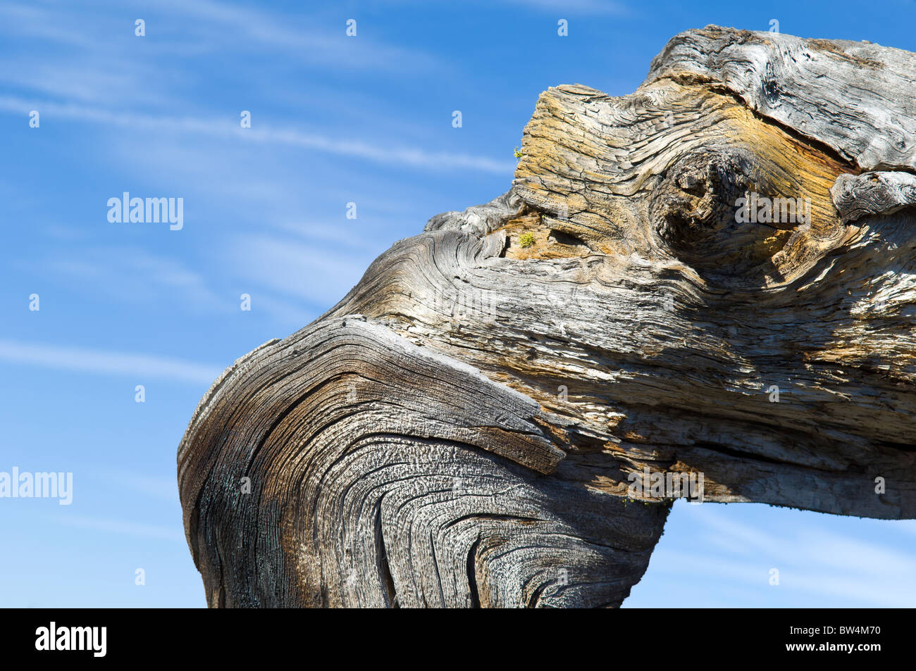 Gnarled old tree trunk with face; Lava Lands Visitor Center, Newberry ...