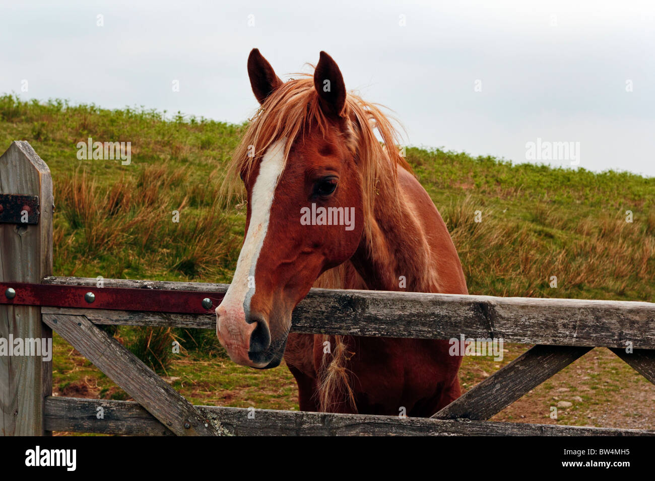 Horse looking over gate hi-res stock photography and images - Alamy