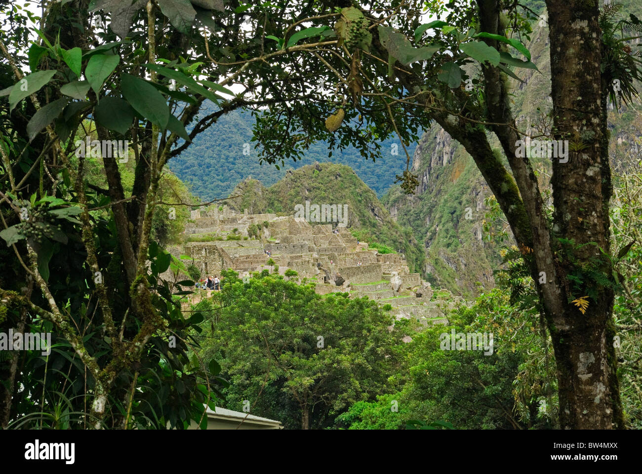 Inca archeology site view through trees hi-res stock photography and ...