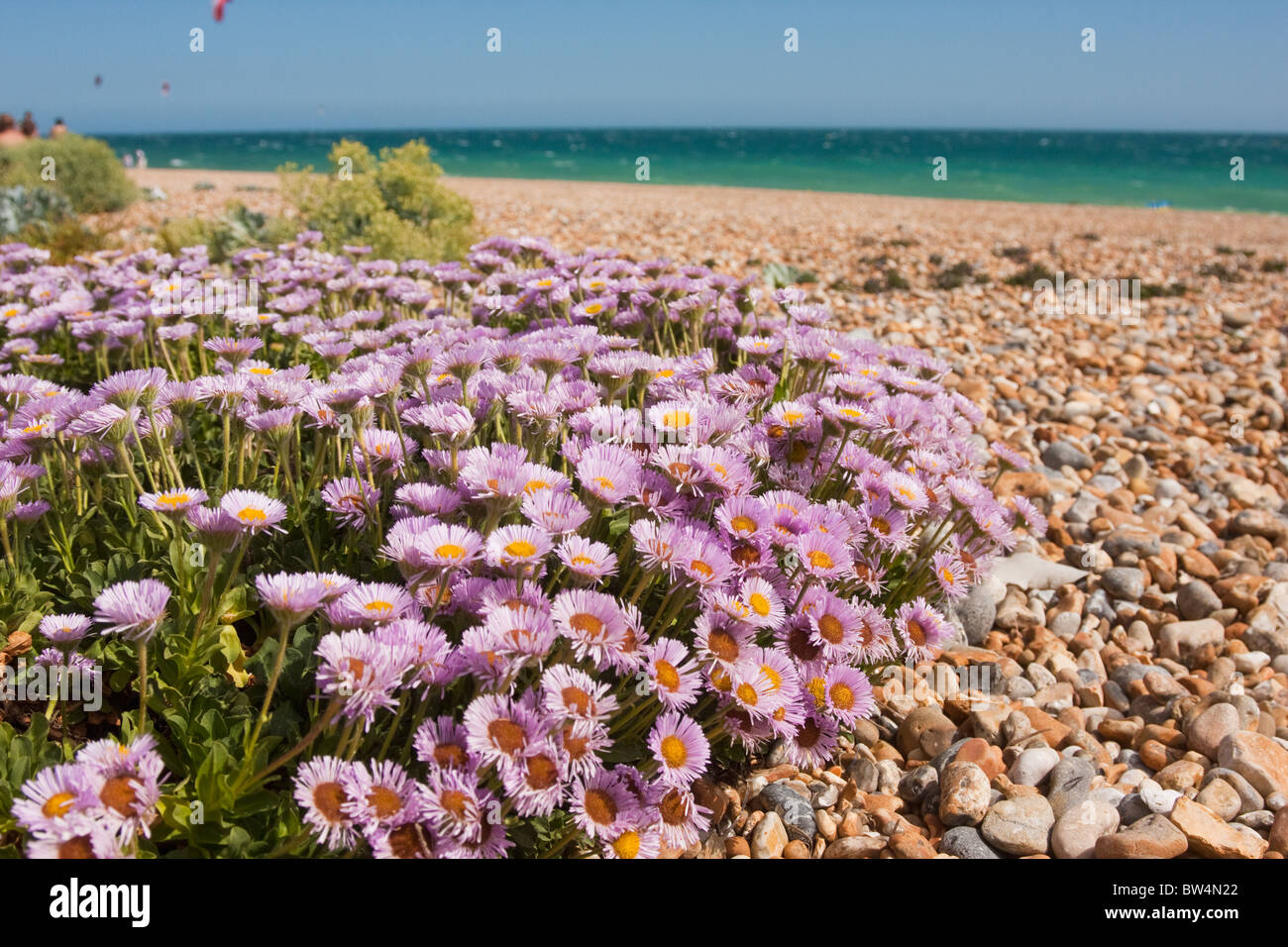 Beach Aster (Erigeron glaucus or Sea Breeze) flowering in Shoreham ...
