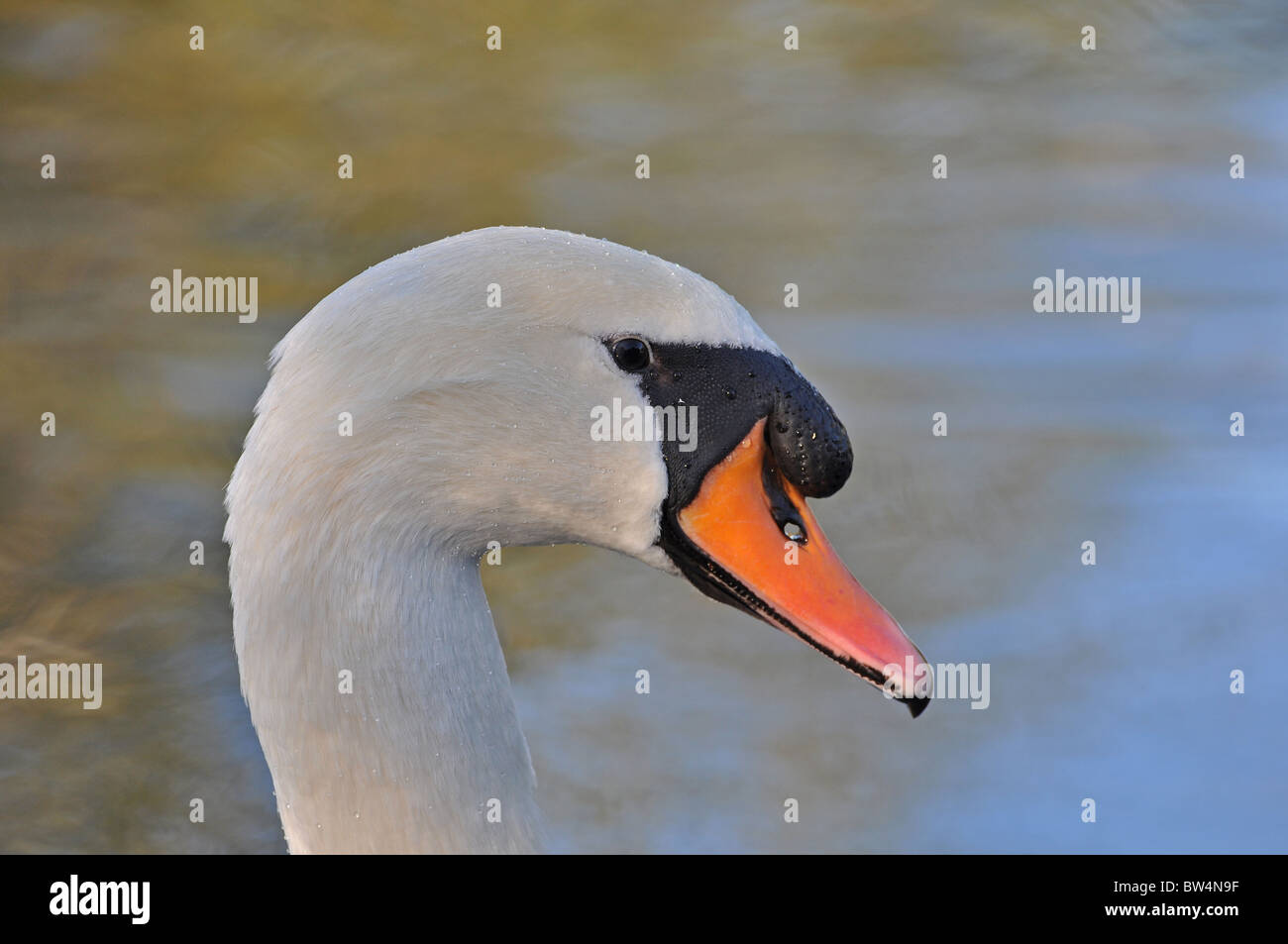 swans on the grand canal kildare ireland Stock Photo - Alamy