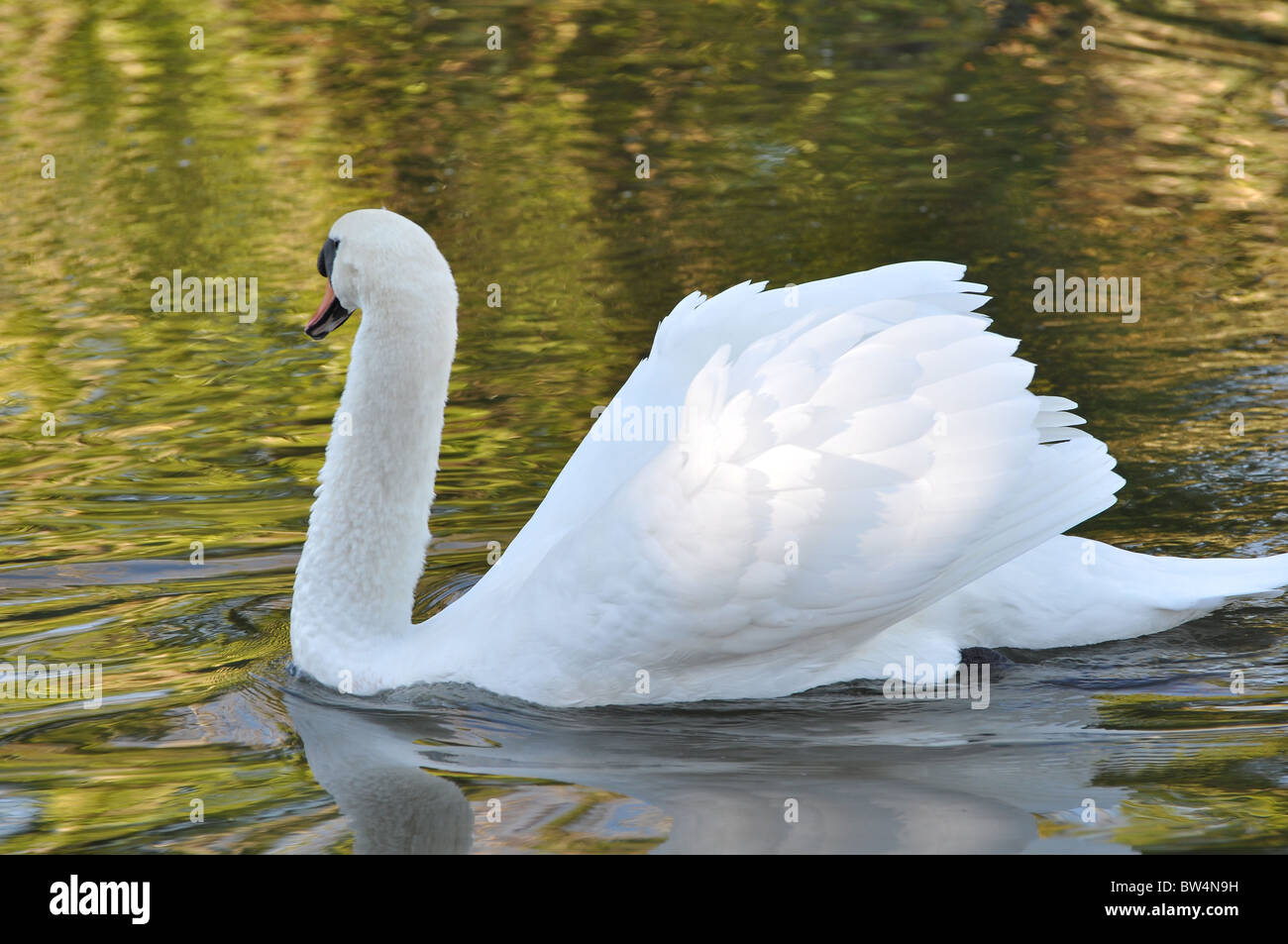 swans on the grand canal kildare ireland Stock Photo - Alamy