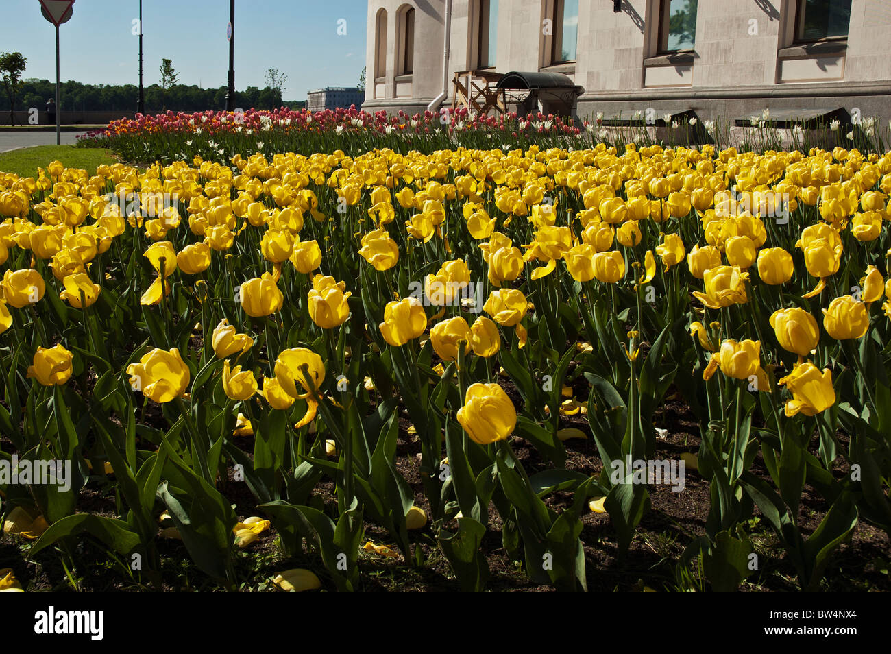 An attractive display of yellow tulips in a flower bed in St Petersburg ...