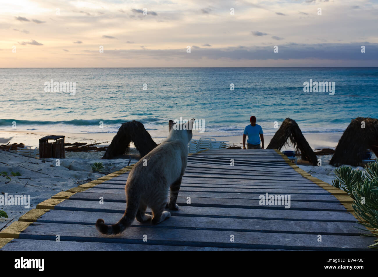 Cat wait on beach Stock Photo - Alamy