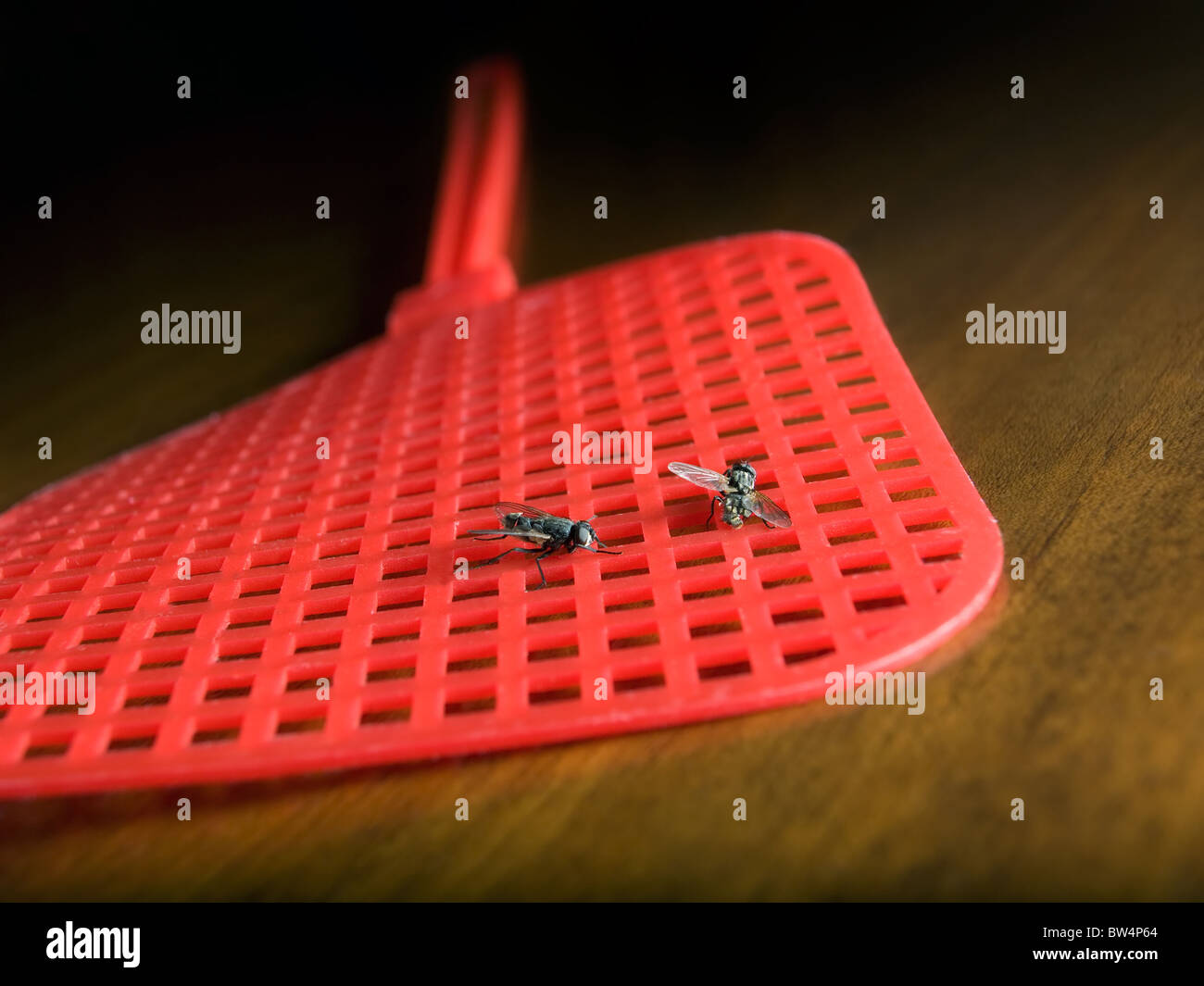 Two flies hi-res stock photography and images - Alamy
