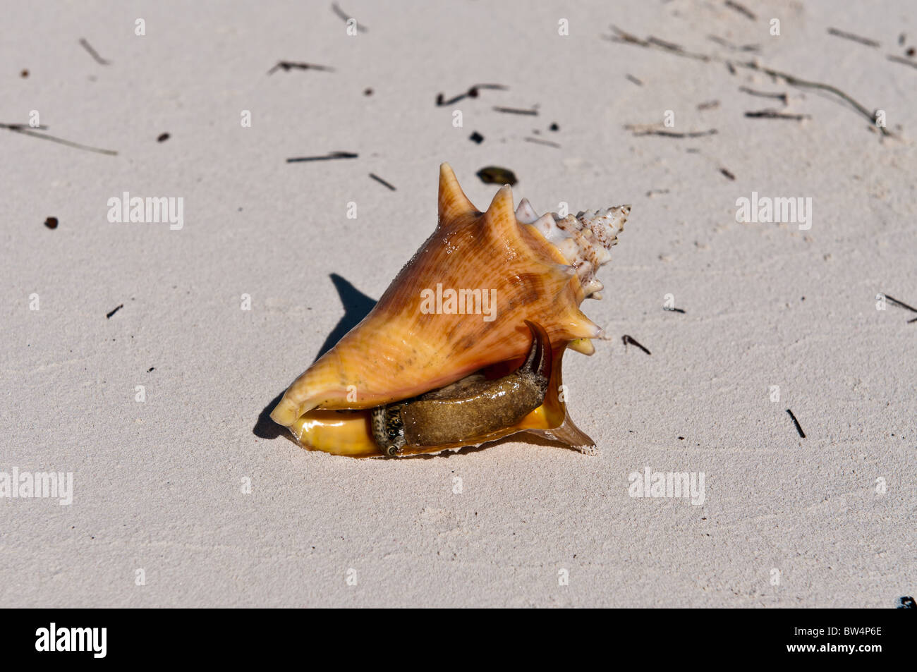The Conch Shell Stock Photo - Alamy