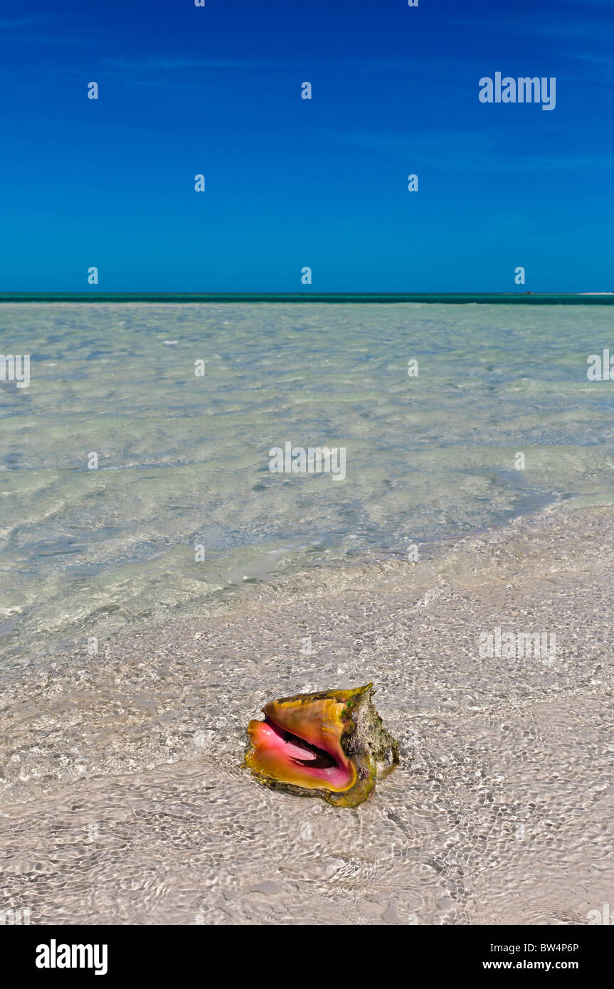 Pink conch hi-res stock photography and images - Alamy