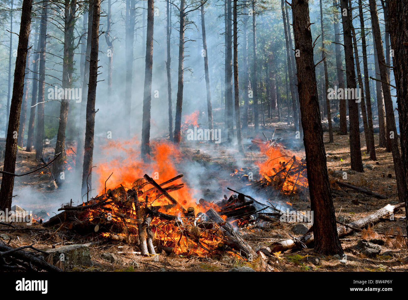 Controlled burning in the Coconino National Forest near Sedona Arizona ...