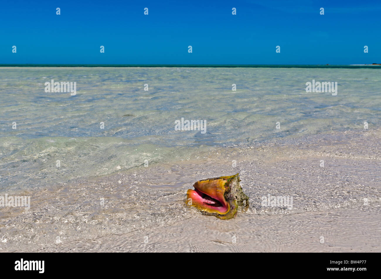 Pink conch hi-res stock photography and images - Alamy