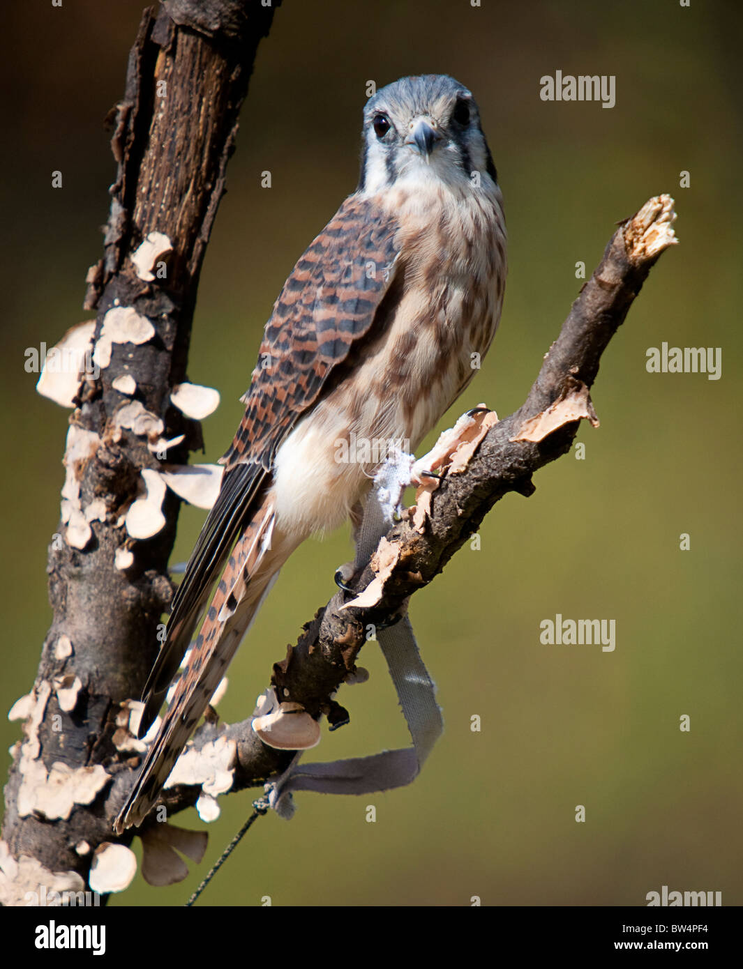 Howell Nature Center Wildlife Shoot. All Photos are For Sale contact ...