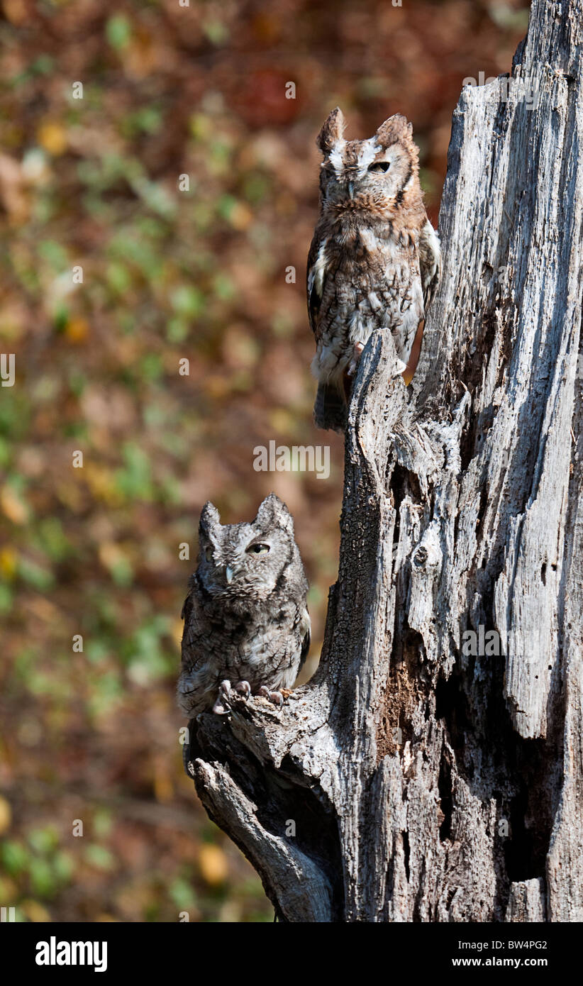Howell Nature Center Wildlife Shoot. All Photos are For Sale contact ...