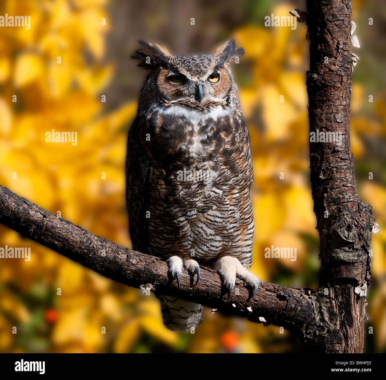 Howell Nature Center Wildlife Shoot. All Photos are For Sale contact ...