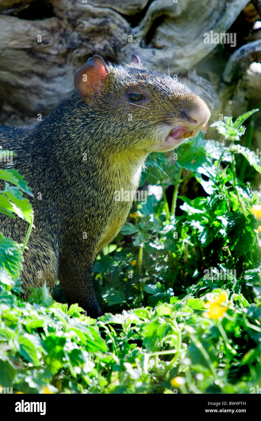Azaras agouti dasyprocta azarae hi-res stock photography and images - Alamy
