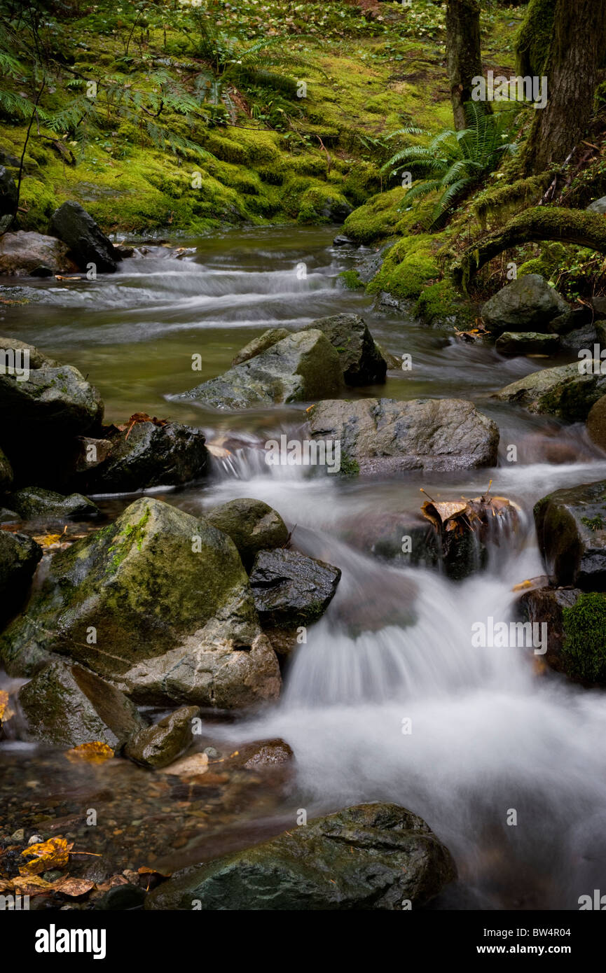 This beautiful small creek near Nooksack Falls, Washington, is an ...