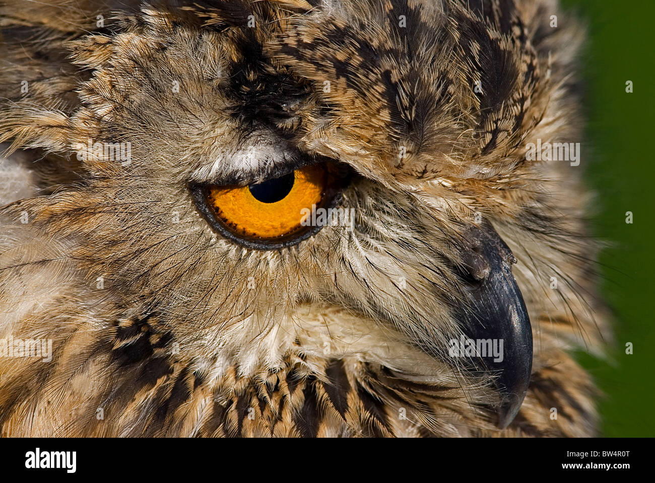 Photo of a Bengal Eagle owl (Bubo bengalensis) also known as a Rock ...
