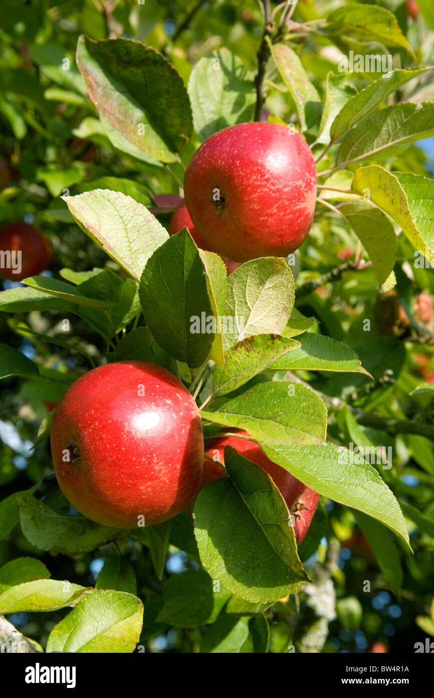 Red apple trees hi-res stock photography and images - Alamy