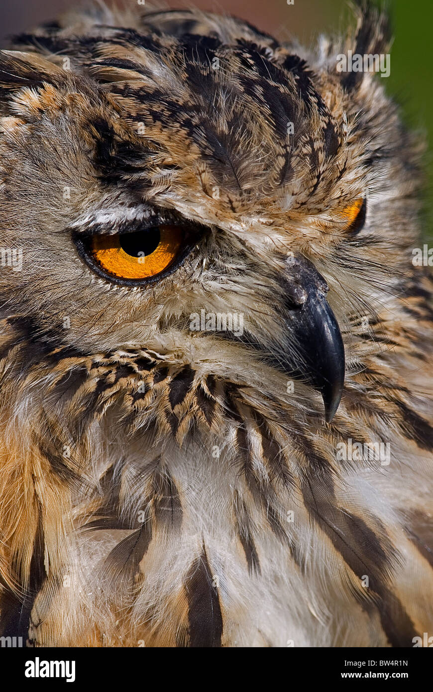 Photo of a Bengal Eagle owl (Bubo bengalensis) also known as a Rock ...