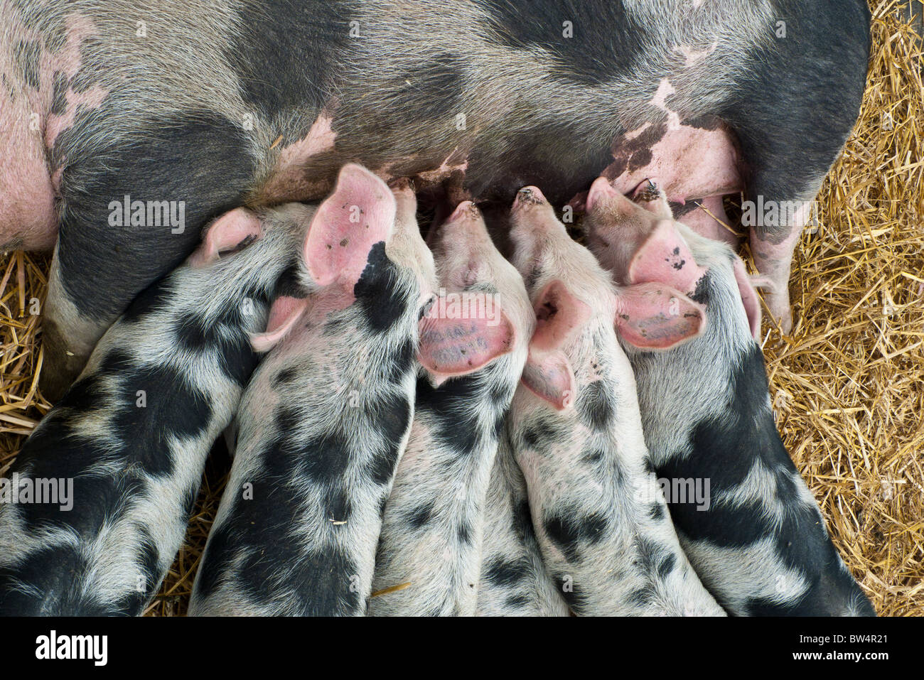 Piglets feeding hi-res stock photography and images - Alamy