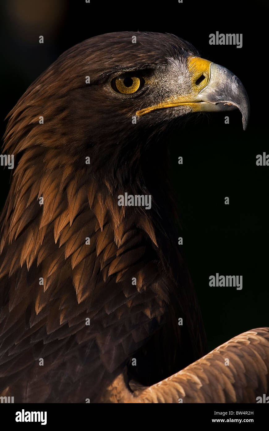 Photo of a European Golden Eagle (Aquila chrysaetos), a bird of prey ...