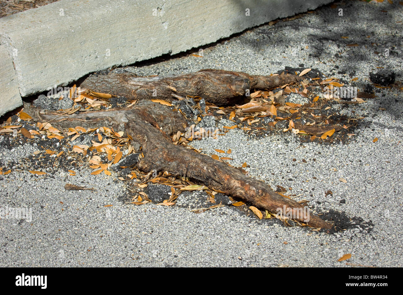 tree root damage through pavement in parking lot Stock Photo - Alamy