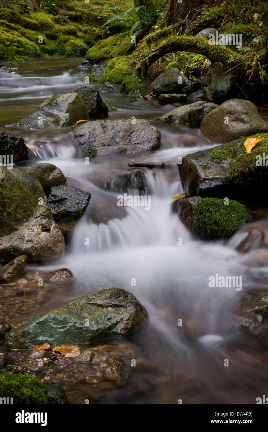 This beautiful small creek near Nooksack Falls, Washington, is an ...