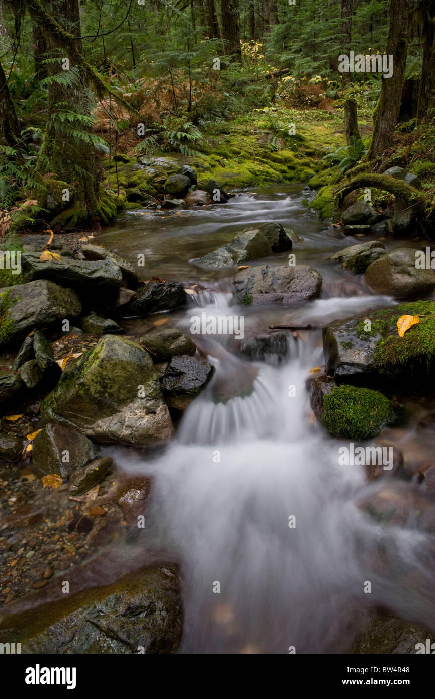 This beautiful small creek near Nooksack Falls, Washington, is an ...