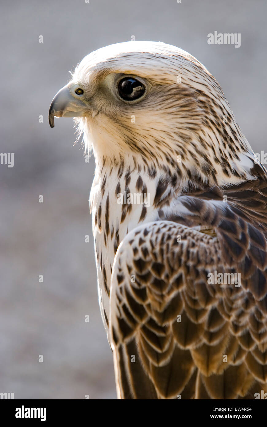 Profile of a Saker Falcon - Falco cherrug Stock Photo - Alamy