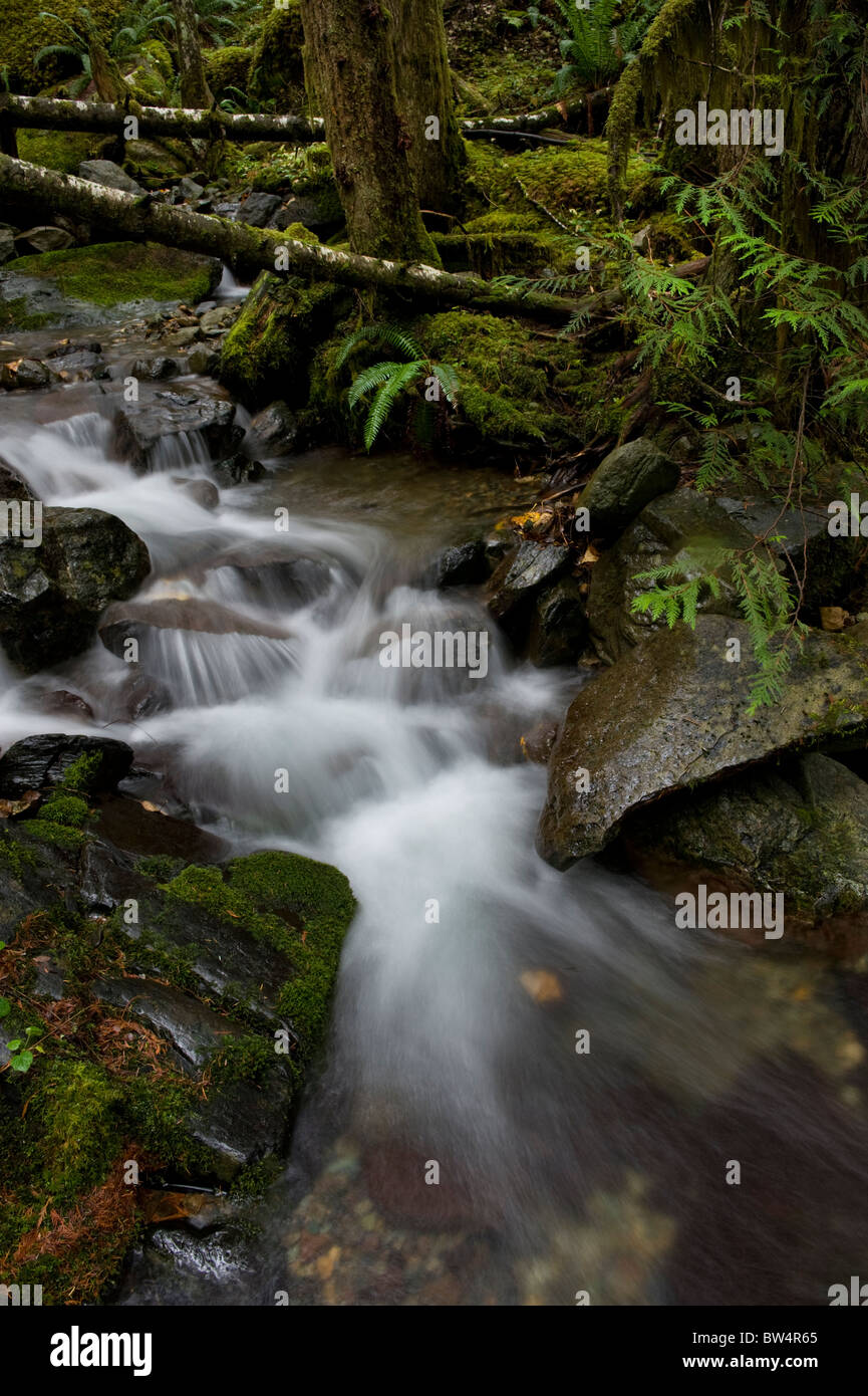 This beautiful small creek near Nooksack Falls, Washington, is an ...