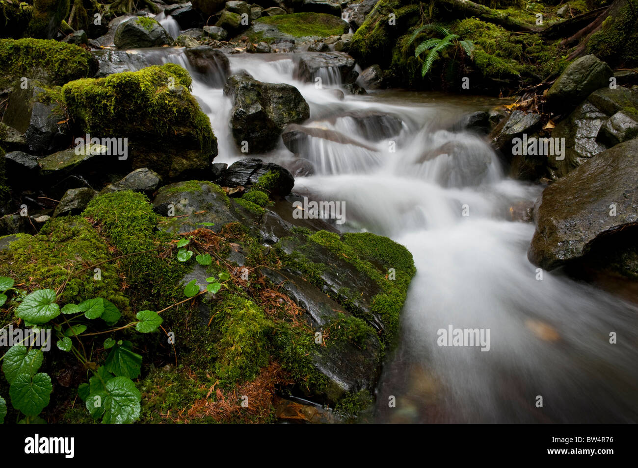 This beautiful small creek near Nooksack Falls, Washington, is an ...
