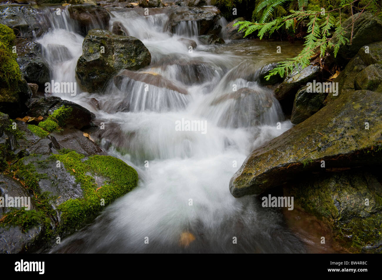 This beautiful small creek near Nooksack Falls, Washington, is an ...