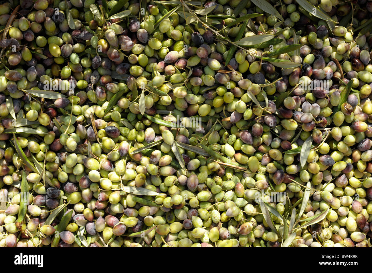 Olive oil cyprus hi-res stock photography and images - Alamy