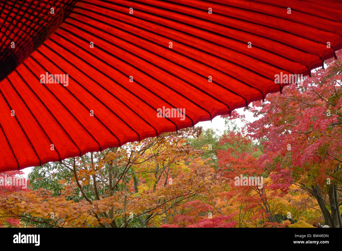 Japanese red parasol and autumnal leaves in Showa Kinen Park, Tokyo ...
