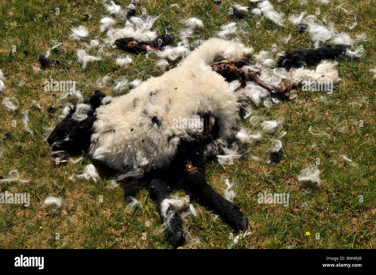 Dead sheep hi-res stock photography and images - Alamy