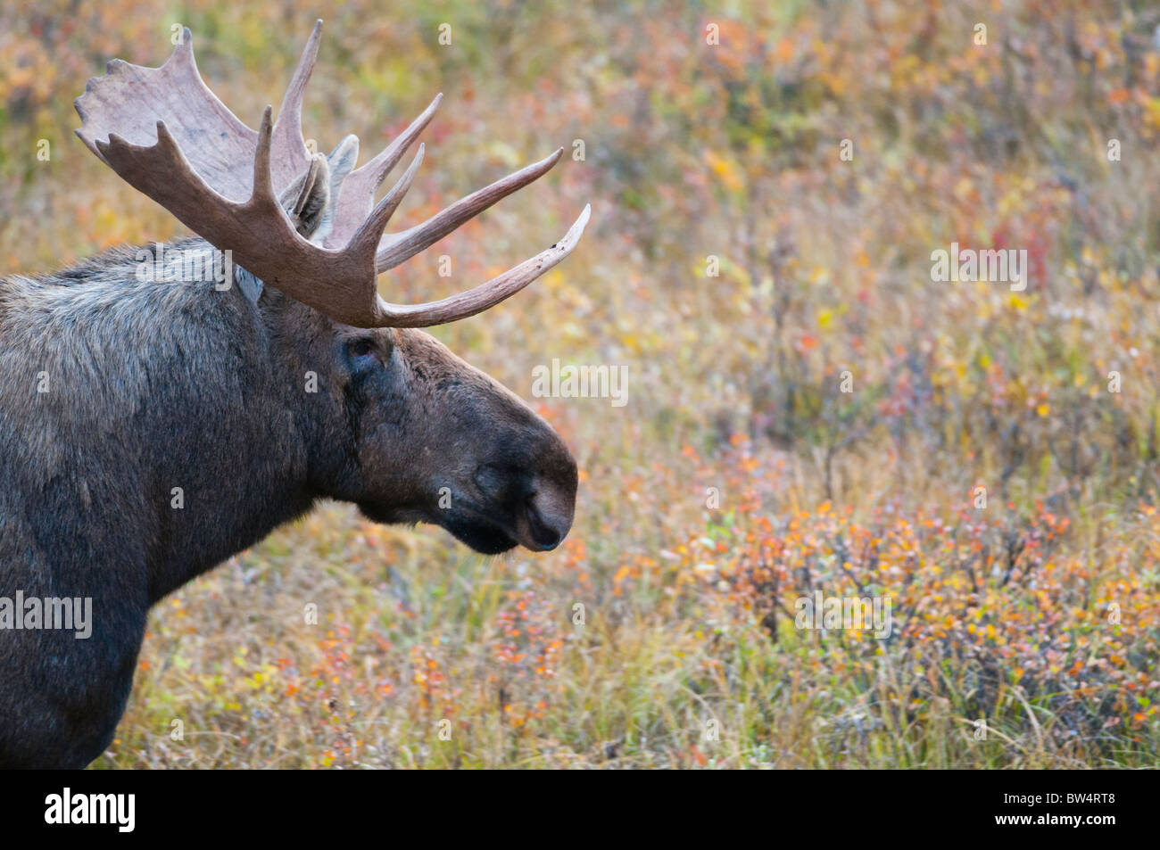 Alberta wildlife hi-res stock photography and images - Alamy