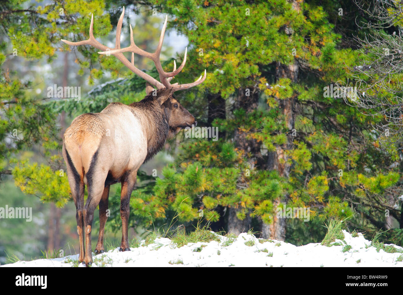 Elk in Banff National Park Stock Photo - Alamy
