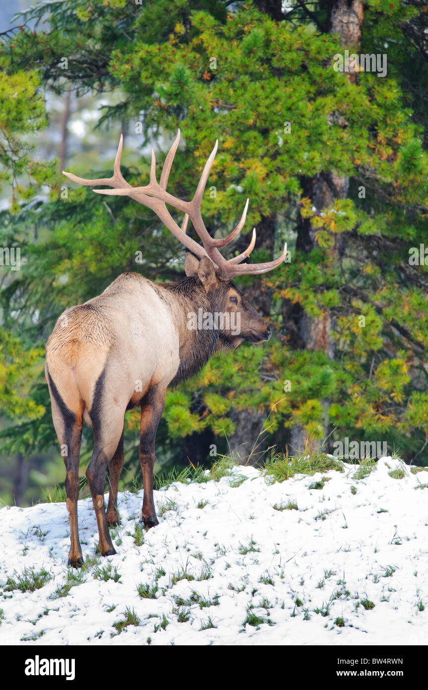 Elk in Banff National Park Stock Photo - Alamy