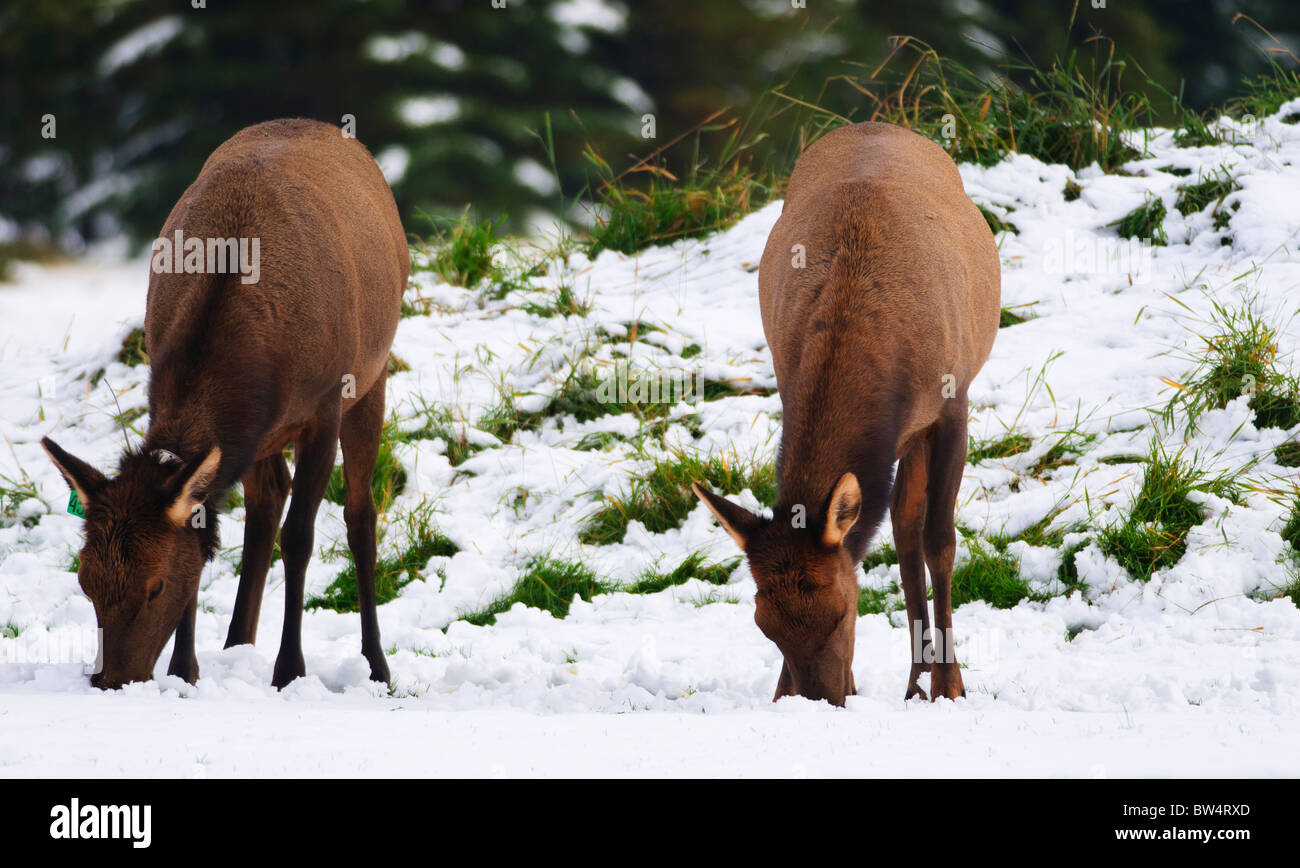 Elk in Banff National Park Stock Photo - Alamy