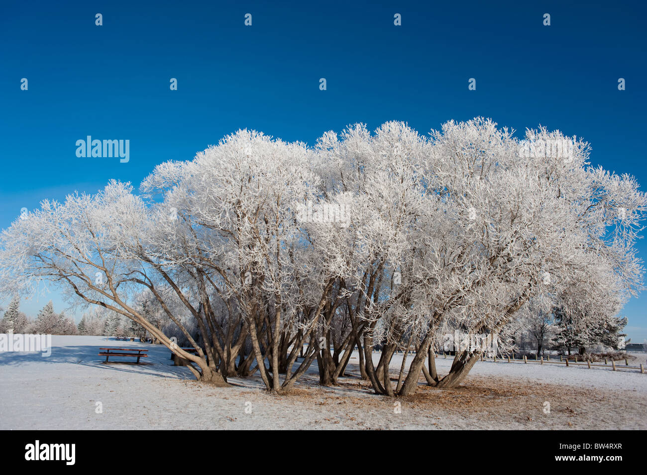 Trees with frost on them and a park bench under the tree Stock Photo ...