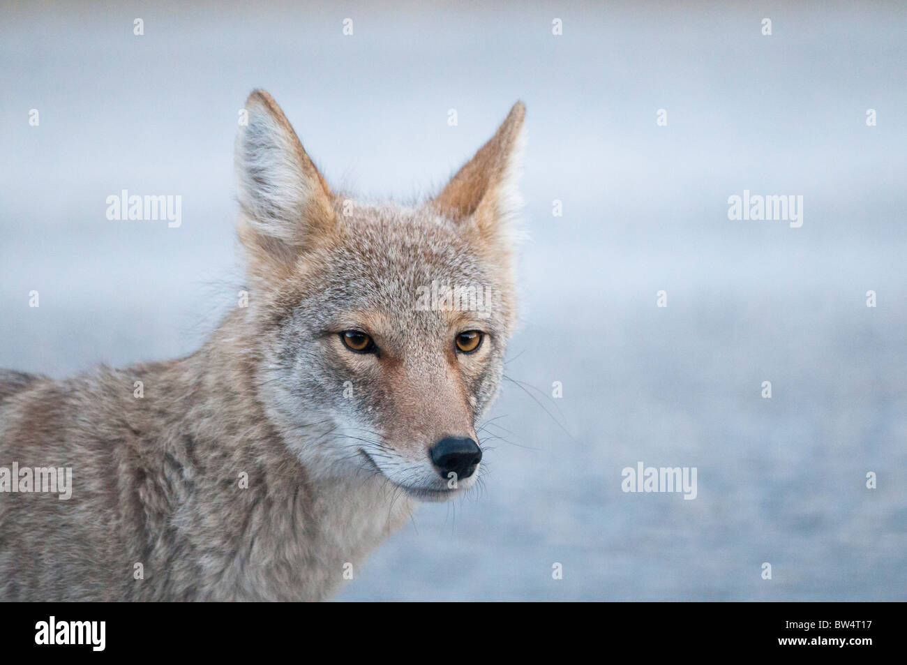 Coyote in canadian rockies hi-res stock photography and images - Alamy
