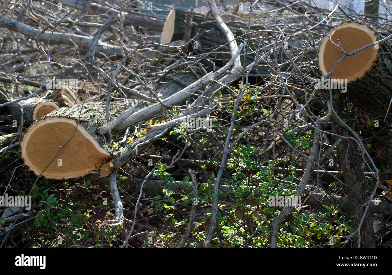 Sawed of tree limbs hi-res stock photography and images - Alamy