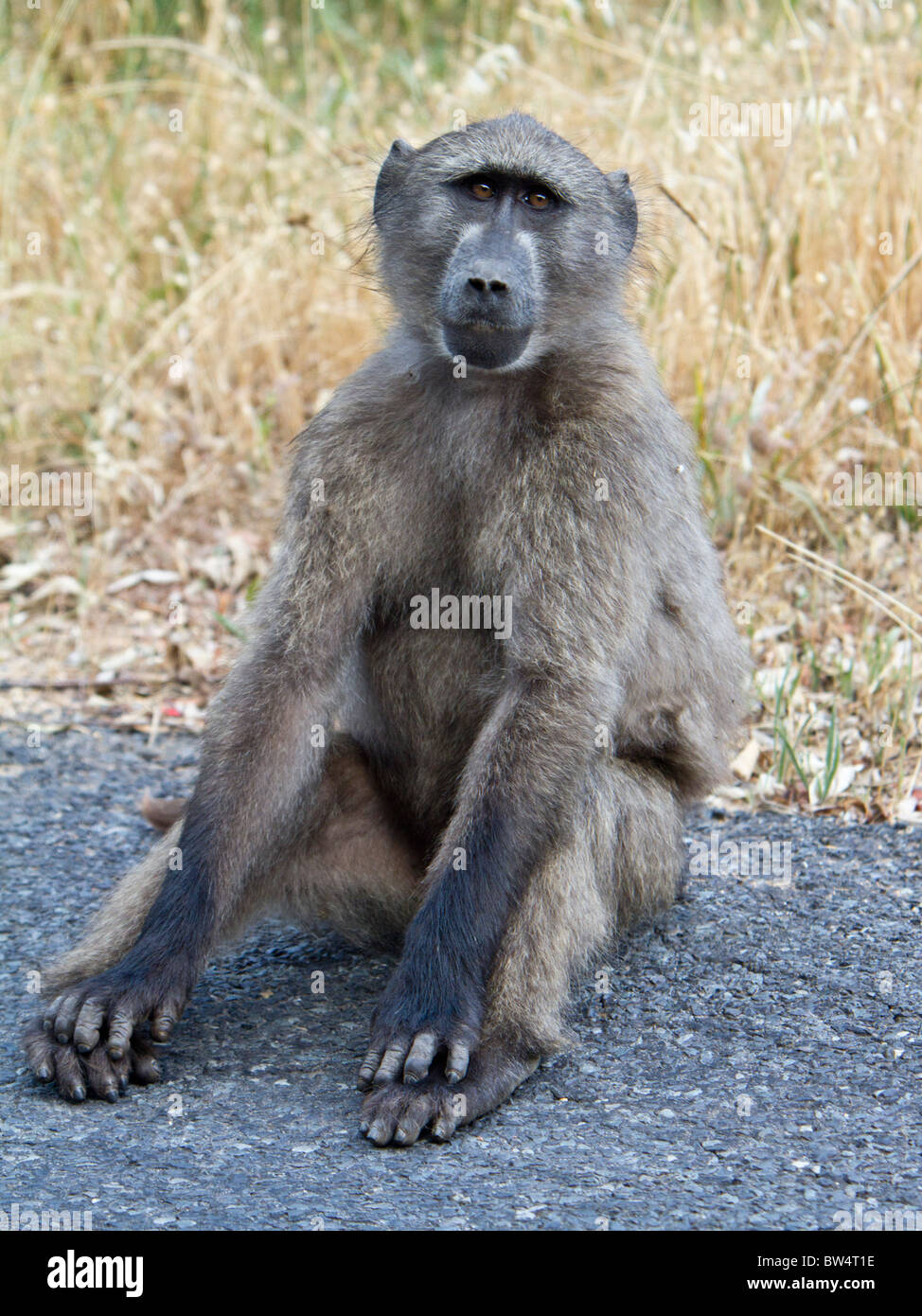 Chacma baboon at the Cape national park, Cape Town, South Africa Stock ...